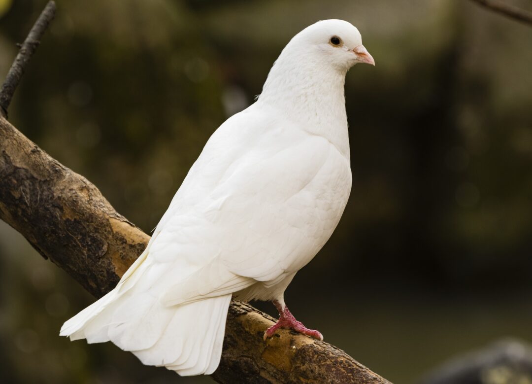 Hawks and doves, bulls and banks · Smart Currency Exchange